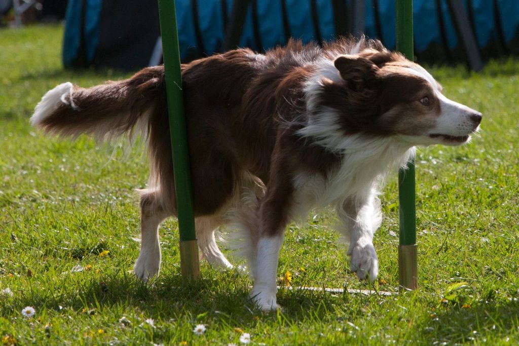 rave - DB Dog Training